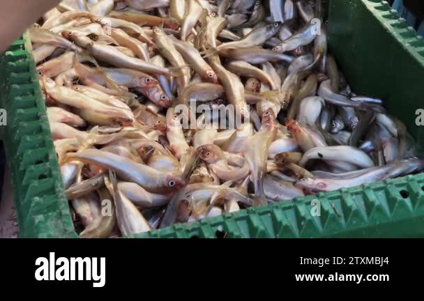 Fresh sea smelt fish Stock Videos & Footage - HD and 4K Video Clips - Alamy