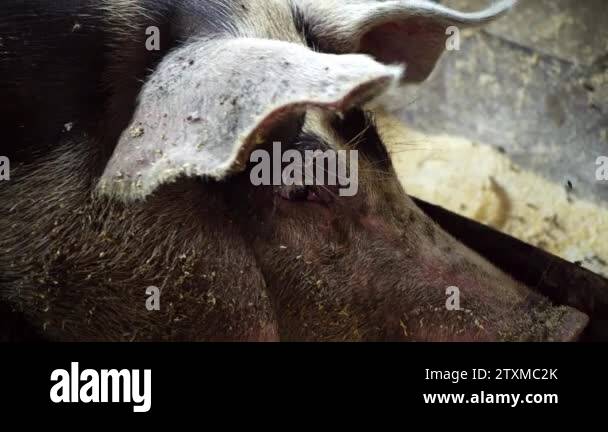 Muzzle of a pig lying in a pigsty and looking into the camera, flies ...