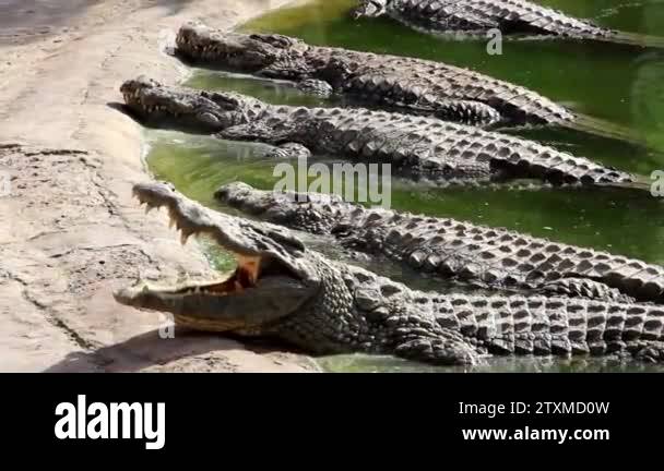 The crocodile yawns, opens its mouth, shows its sharp teeth. One ...