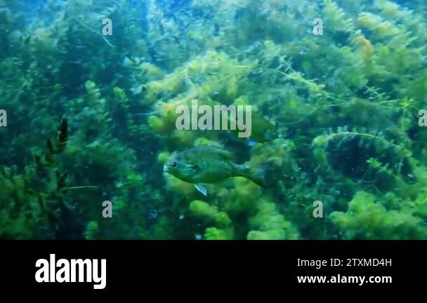 Texas fish and wildlife Stock Videos & Footage - HD and 4K Video Clips ...