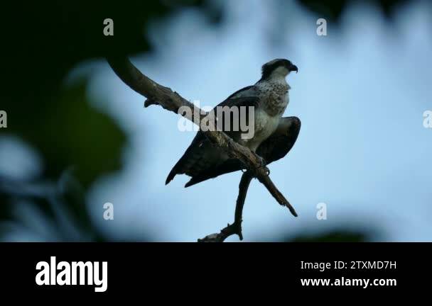 Powerful bird Stock Videos & Footage - HD and 4K Video Clips - Alamy