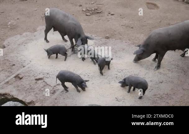 Pig pups Stock Videos & Footage - HD and 4K Video Clips - Alamy