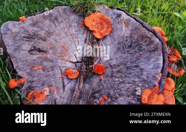 Cinnabar orange Stock Videos & Footage - HD and 4K Video Clips - Alamy