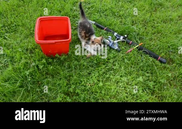 Kitten eating fish Stock Videos & Footage - HD and 4K Video Clips - Alamy
