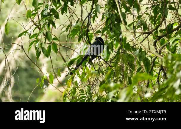 Large bird bill Stock Videos & Footage - HD and 4K Video Clips - Alamy