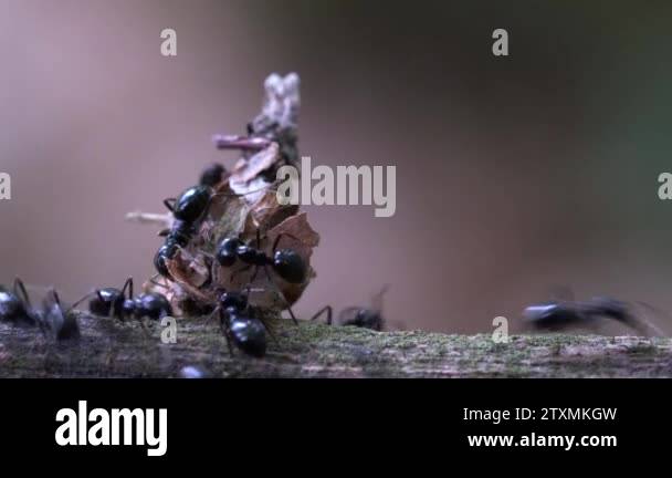 Ants attack on insect that is hidden in wigwam of leaves Stock Video ...