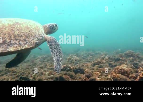 Atlantic ridley sea turtle swimming in the coral reef.The Kemp's ridley ...