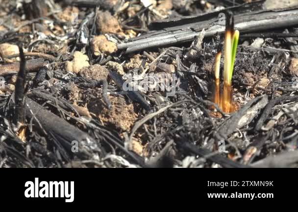 Death of insects Stock Videos & Footage - HD and 4K Video Clips - Alamy