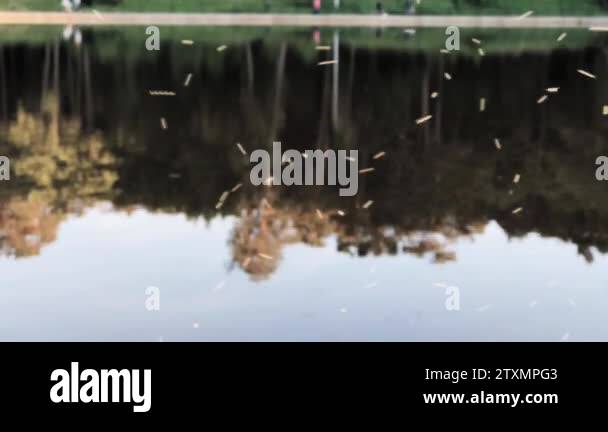 The lake of midges Stock Videos & Footage - HD and 4K Video Clips - Alamy