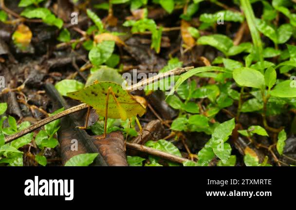 Leaf insect disguise Stock Videos & Footage - HD and 4K Video Clips - Alamy
