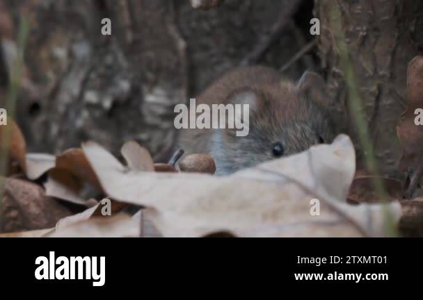 Little known animal Stock Videos & Footage - HD and 4K Video Clips - Alamy