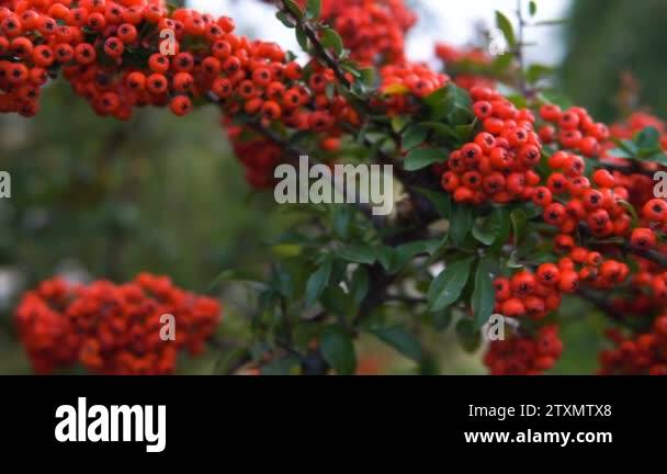 Crataegus commonly called hawthorn, thornapple, May-tree, whitethorn ...