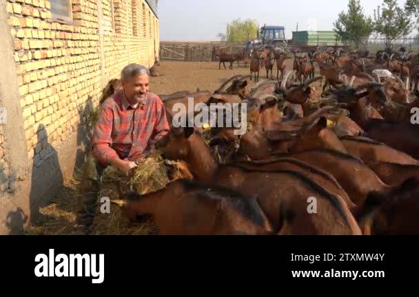Happy Farmer With Goats at His Organic Farm. Goat Farming. Goat Farm ...