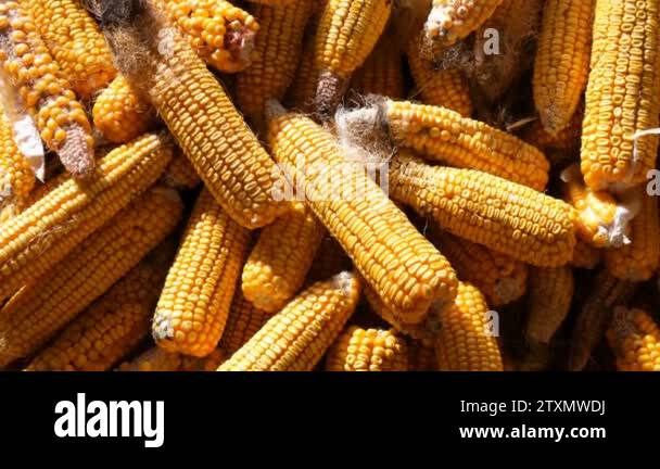 Maize barn Stock Videos & Footage - HD and 4K Video Clips - Alamy