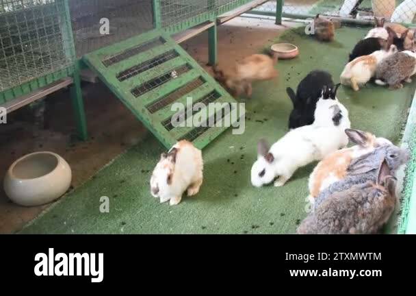Rabbits relax and eat food in cage at animal farm in Saraburi, Thailand ...
