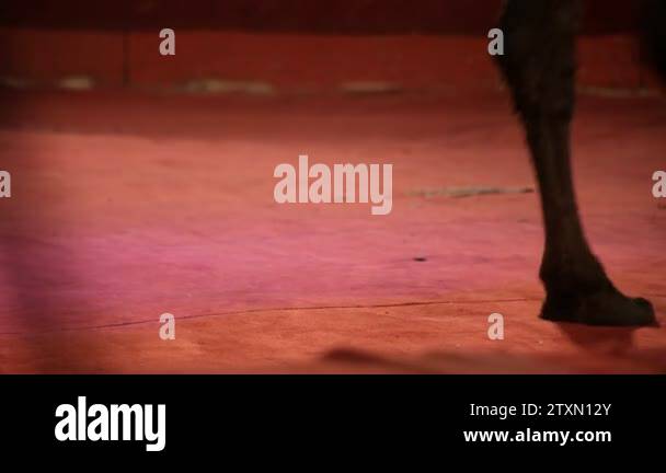 Red arena Stock Videos & Footage - HD and 4K Video Clips - Alamy