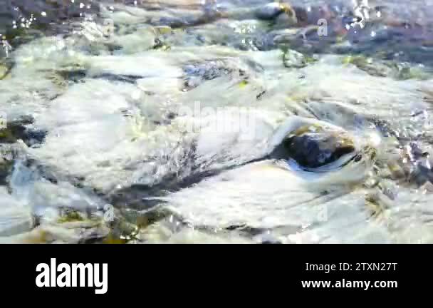 Bacteria Chloroflexus aurantiacus in hot springs, Chae Son National ...