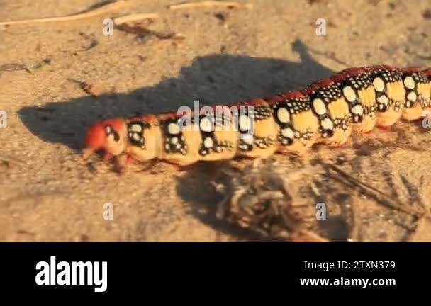 Big fat caterpillar Stock Video Footage - Alamy