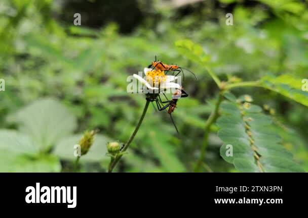 Early life cycle Stock Videos & Footage - HD and 4K Video Clips - Alamy