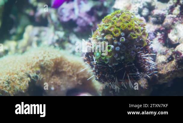 Star polyps Stock Videos & Footage - HD and 4K Video Clips - Alamy