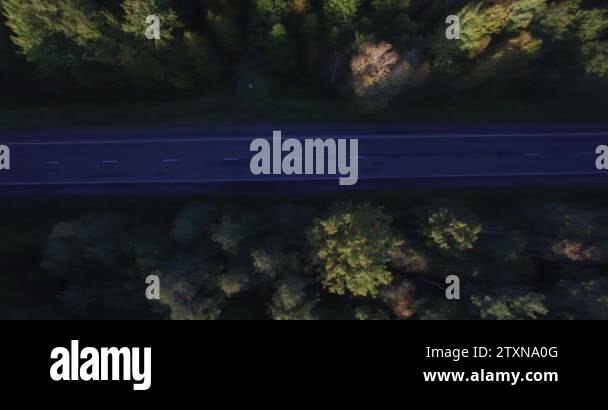 Drone flying above endless green treetops dense woods forest in morning ...