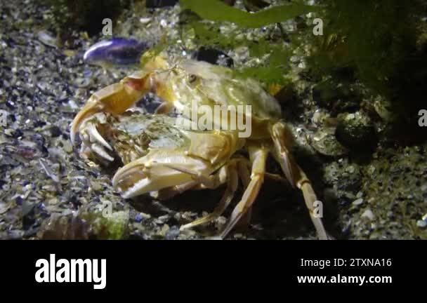 Reproduction of crabs (Liocarcinus holsatus). Male and female before ...