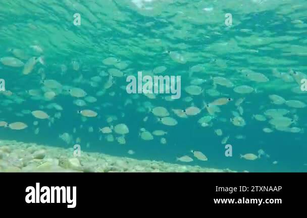 flock of gilt-head bream fish under sea water sun flares Stock Video ...