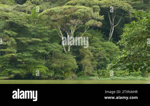 Dramatic tropical lake shore creating large mature trees to grow in ...