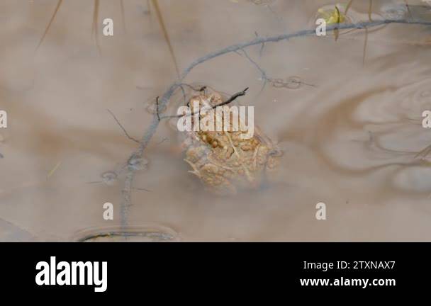 Two different angles of pair of frogs mating in a pond with water not ...