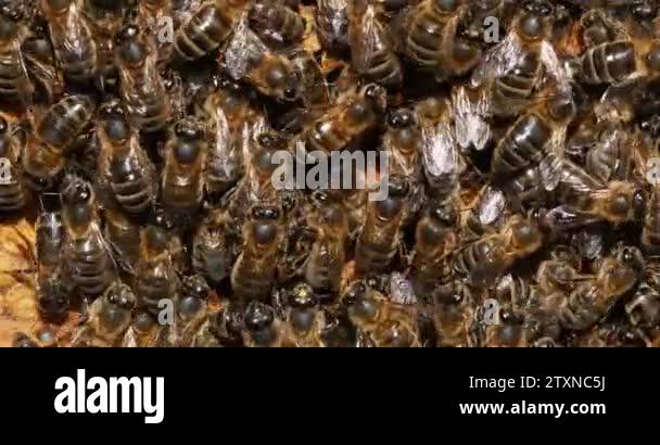 European Honey Bees, apis mellifera, Bee Hive in Normandy, Real Time 4K Stock Video Footage - Alamy