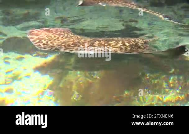 Marine life - Stingrays are a group of rays, which are cartilaginous ...