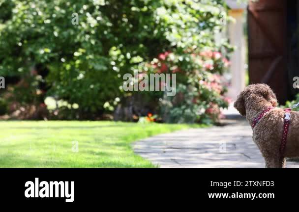 Brown cockapoo Stock Videos & Footage - HD and 4K Video Clips - Alamy