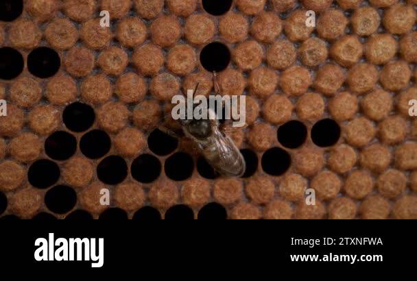 European Honey Bees, apis mellifera, Bee Hive in Normandy, Real Time 4K ...