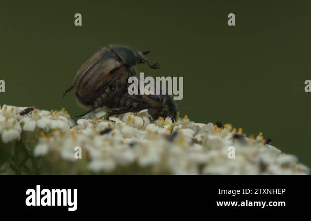July beetles Stock Videos & Footage - HD and 4K Video Clips - Alamy