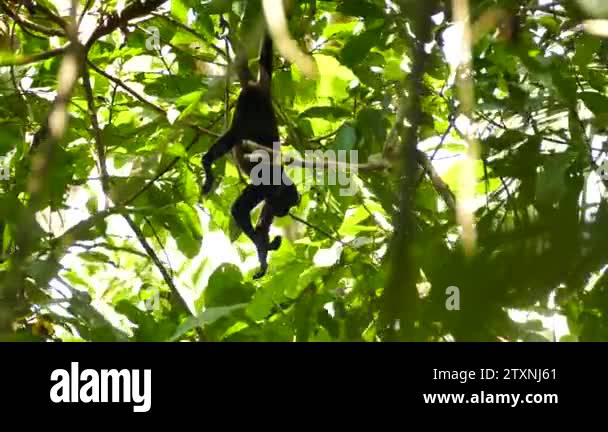 Monkey hanging from branch Stock Videos & Footage - HD and 4K Video ...