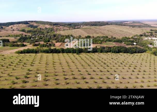 farm, fields of walnut plantations. rows of healthy walnut trees in a ...
