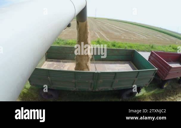 Combine Harvester Unloading Grain into Tractor Trailer. Grain Falling ...