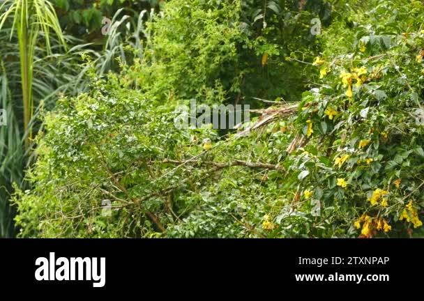 Tropical wild setting of trees and palm leaves plus one bird Stock ...
