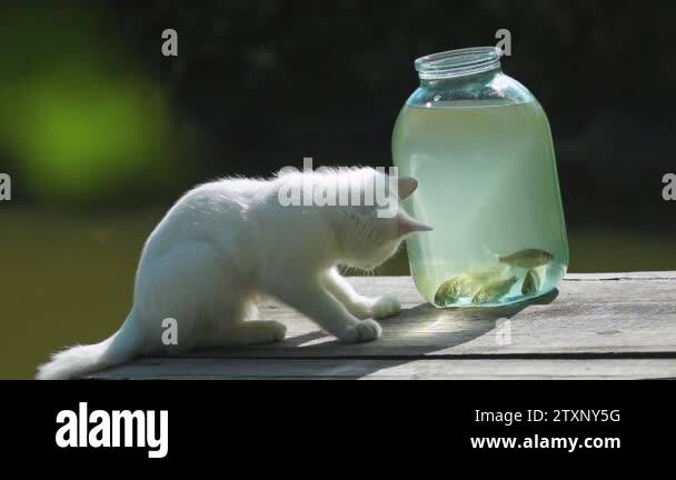 Golden fish in fish jar Stock Videos & Footage - HD and 4K Video Clips ...