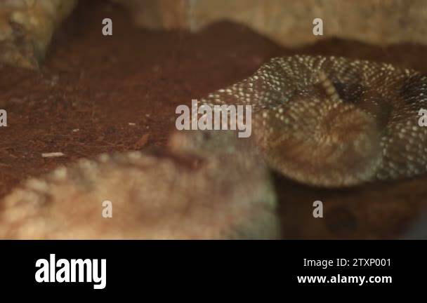 Curl snake Stock Videos & Footage - HD and 4K Video Clips - Alamy