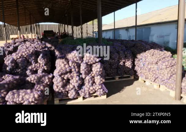 Fresh packed potatoes in storage house prepared for transport and sale ...