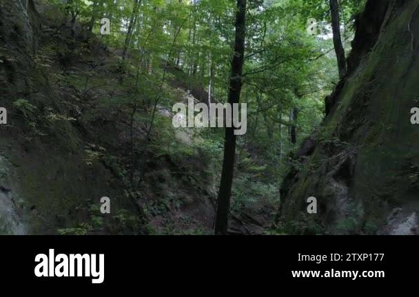 Green wild trees Stock Videos & Footage - HD and 4K Video Clips - Alamy