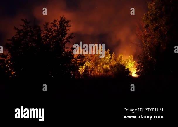 Forest fire. Fire destroys trees and forest animals. Fires in the ...