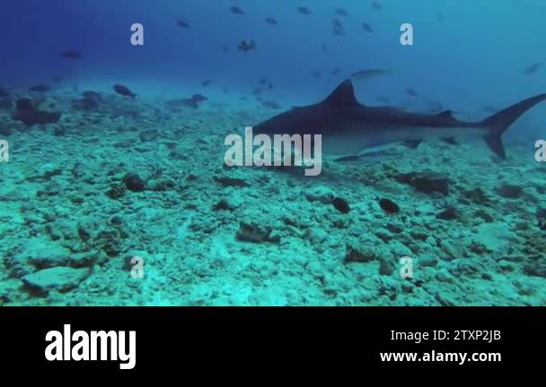 Tiger Shark swims over rocky seabed, school of different types of ...