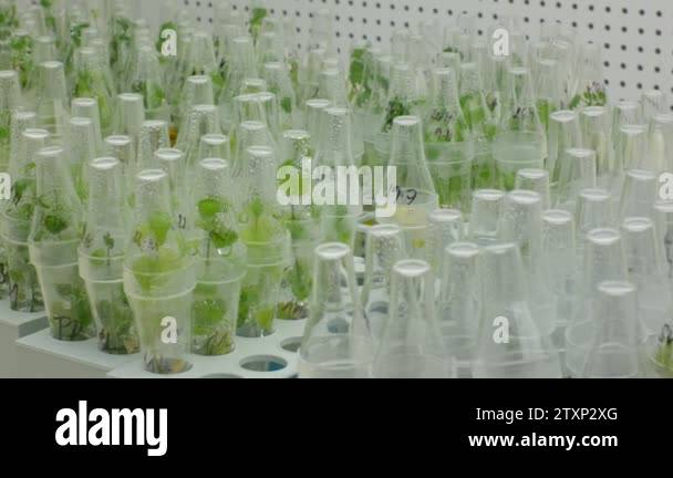 Research scientist medical plants capsicum and red pepper for medicinal ...