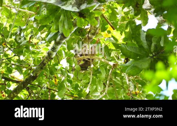 Sloth in Panama jungle canopy hiding and scratching with birds Stock ...