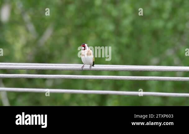 Goldfinch spring colors sitting Stock Videos & Footage - HD and 4K ...