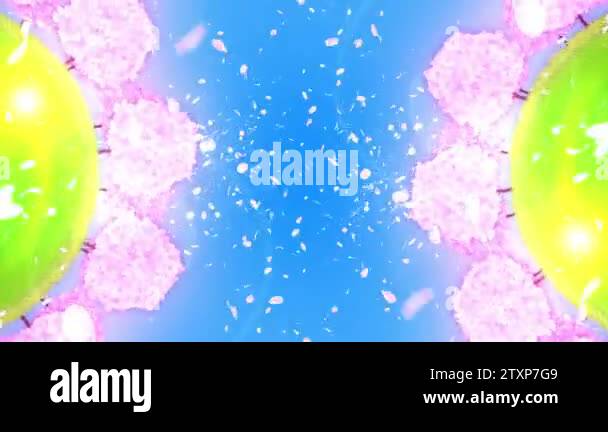 Cherry trees in full bloom on the hill. Cherry blossom circle ...