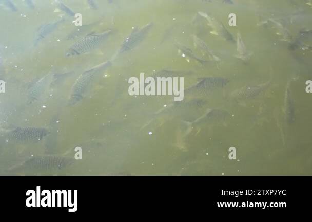 Fish swimming hi Stock Videos & Footage - HD and 4K Video Clips - Alamy