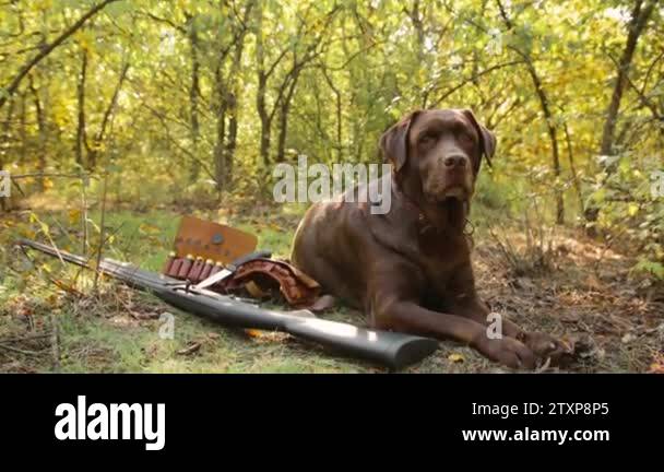 Labrador dog near shotgun, bandolier, cartridges and knife on grass and ...